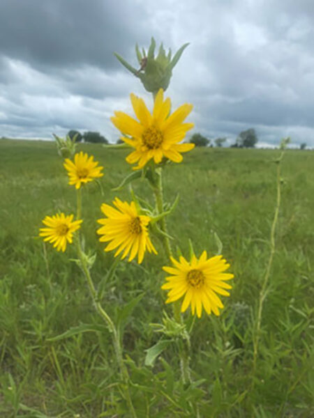 Spotlight on: Native Sunflowers - Bridging The Gap