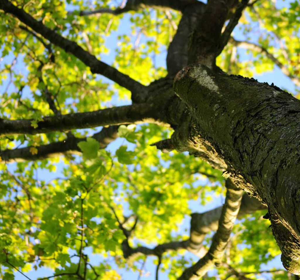 Heartland Tree Alliance - Bridging The Gap