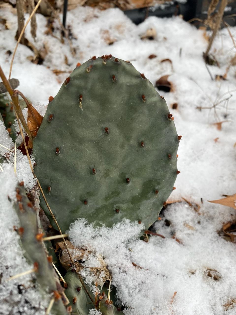 Garden Planning in Winter - Bridging The Gap
