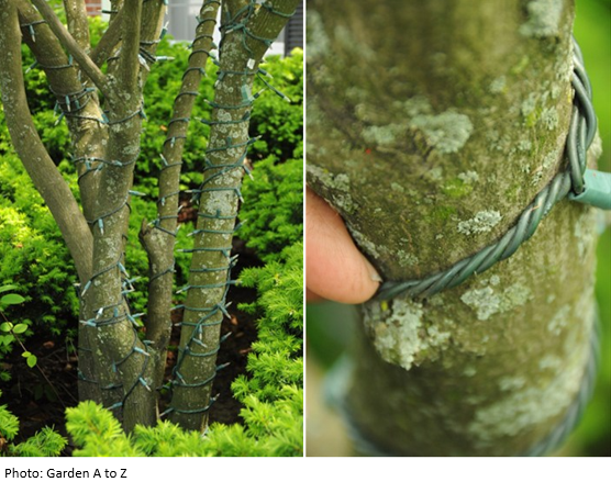 Loving Your Tree To Death: Girdling - Bridging The Gap