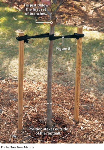 Loving Your Tree To Death: Girdling - Bridging The Gap