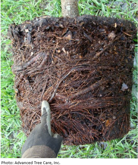 Loving Your Tree To Death: Girdling - Bridging The Gap