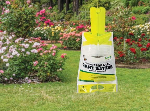 Japanese Beetles - Bridging The Gap