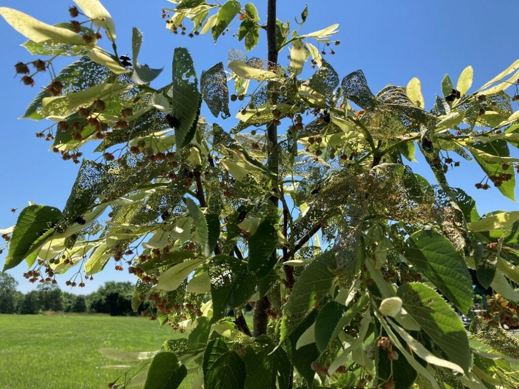 Japanese Beetles - Bridging The Gap